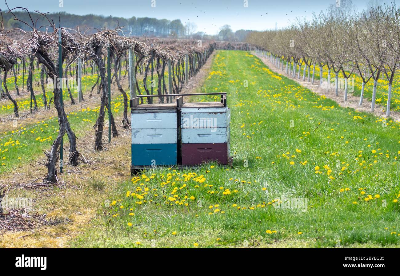 Wooden bee hives rest in a springtime vineyard and cherry tree orchard ...