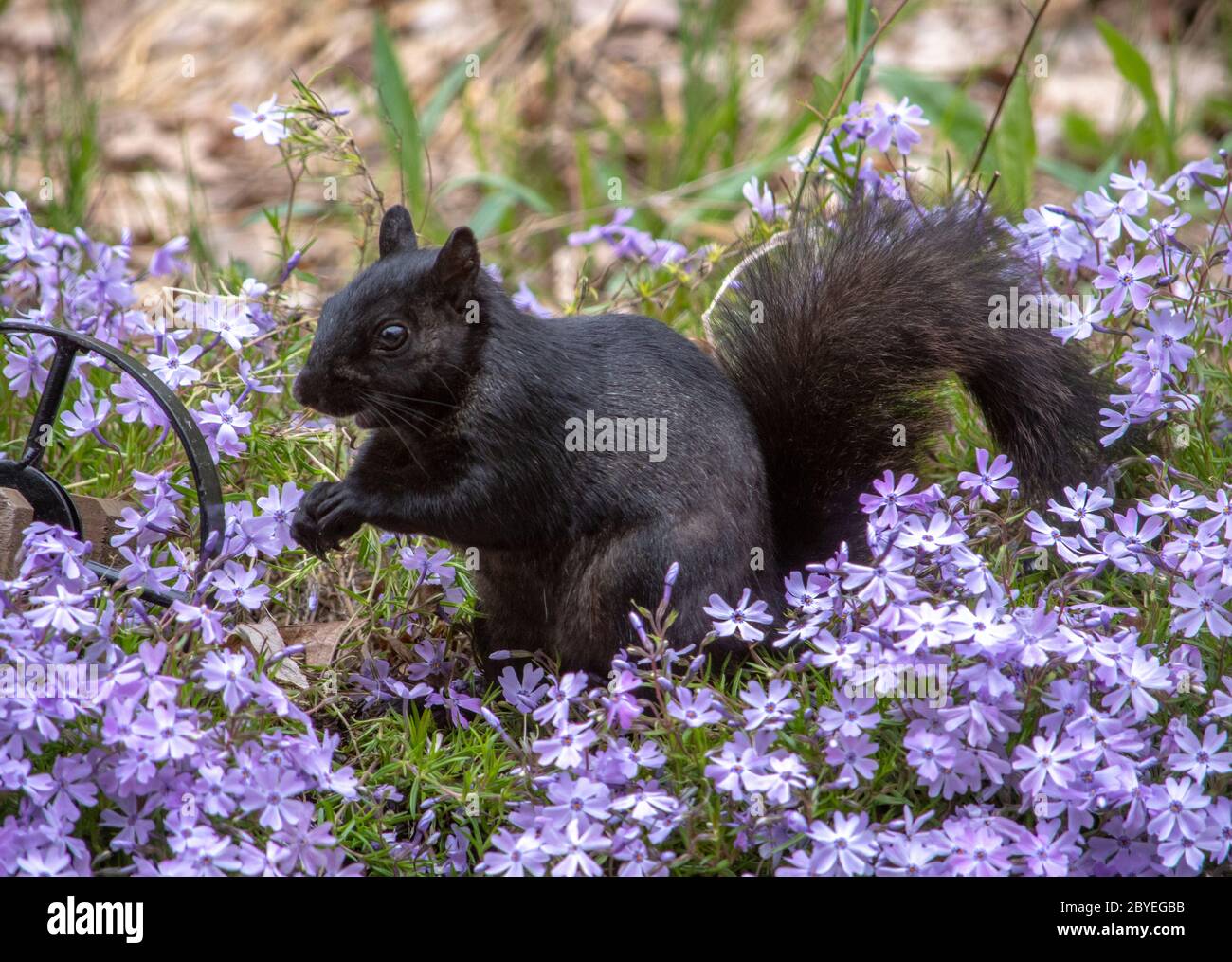 Purple squirrel hi-res stock photography and images - Alamy
