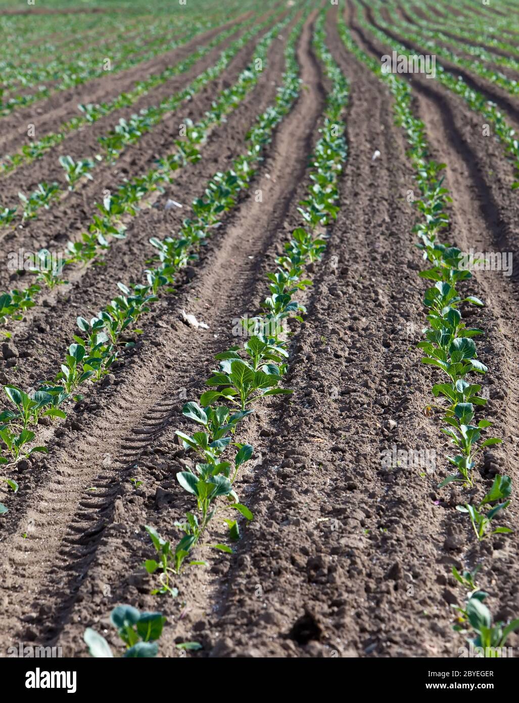 Equal rows hi-res stock photography and images - Alamy