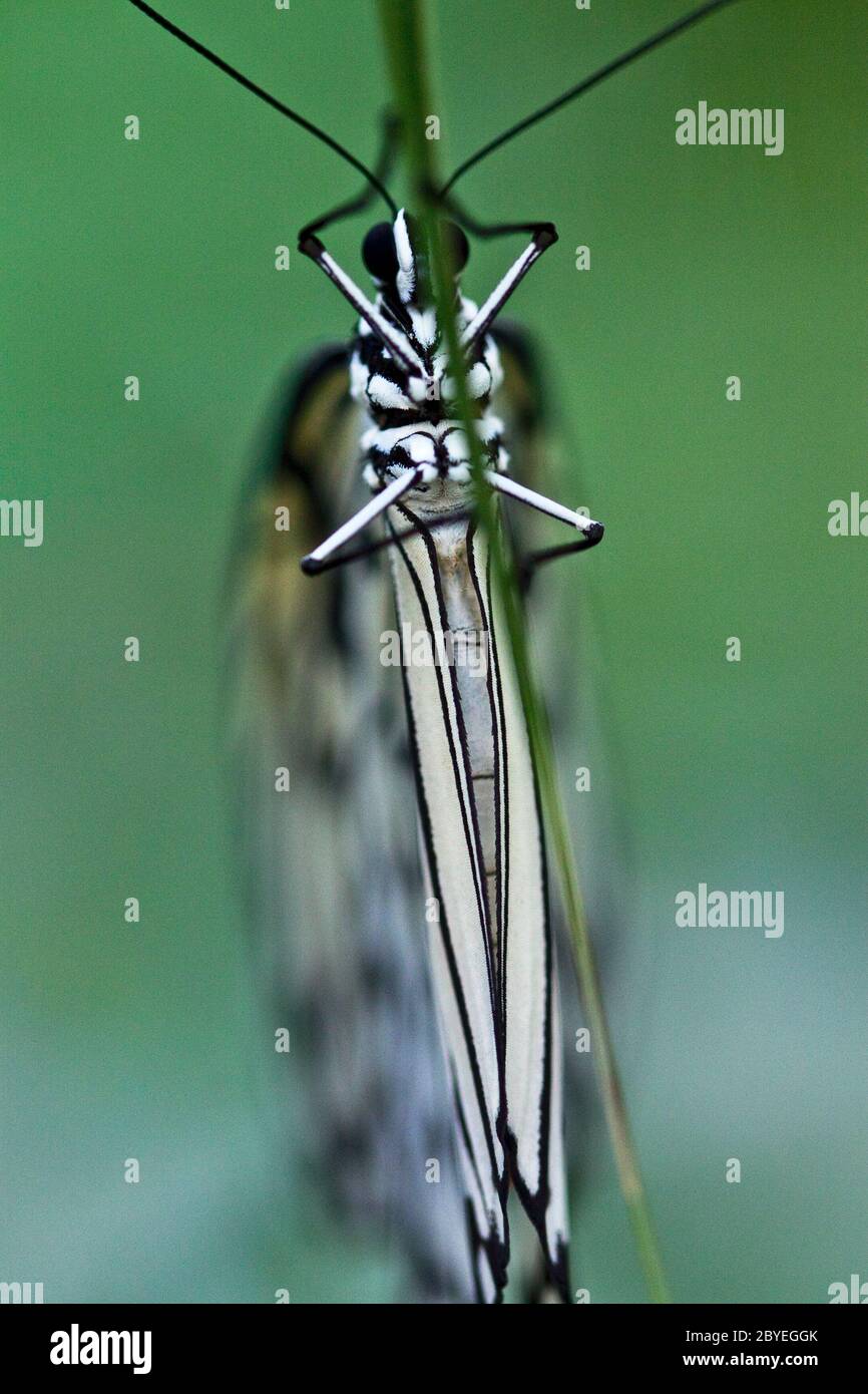 Paper Kite, Rice Paper (Idea leuconoe Stock Photo - Alamy