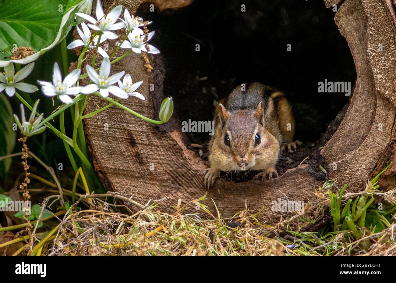 Adorable chipmunk welcomes you to his home in this hollowed out log ...