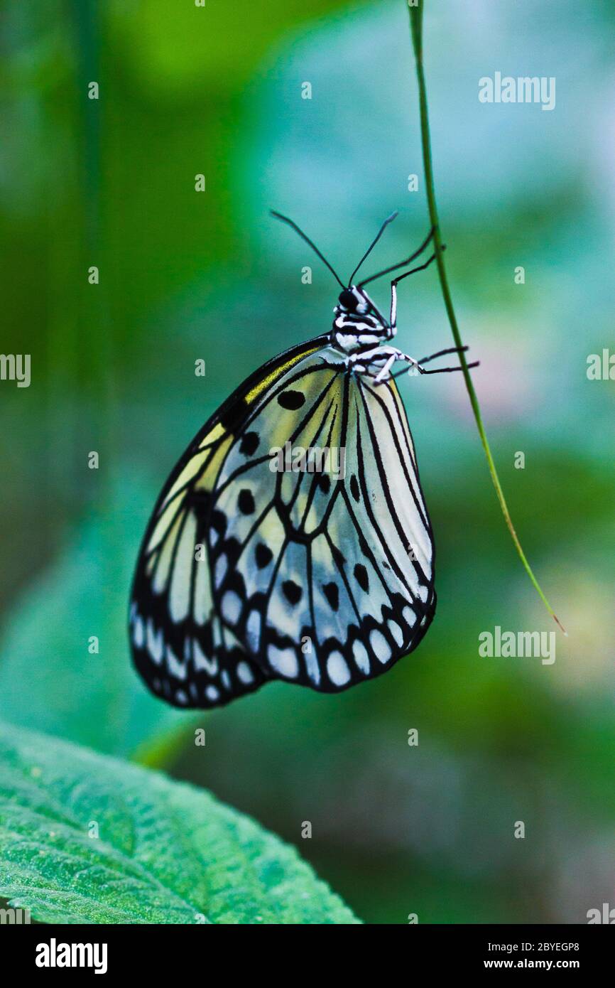 Paper Kite, Rice Paper (Idea leuconoe Stock Photo - Alamy