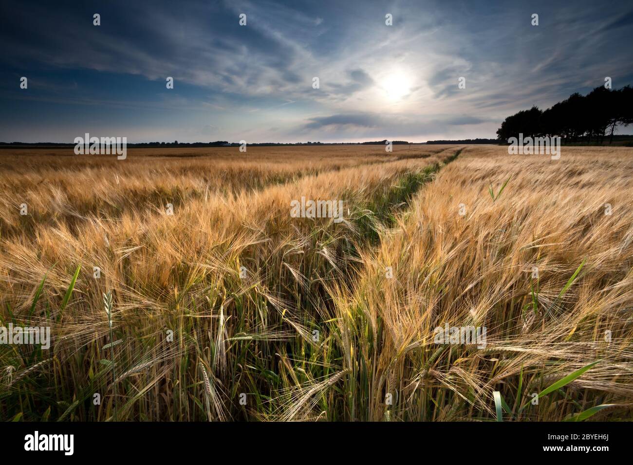 golden wheat field before sunset Stock Photo - Alamy