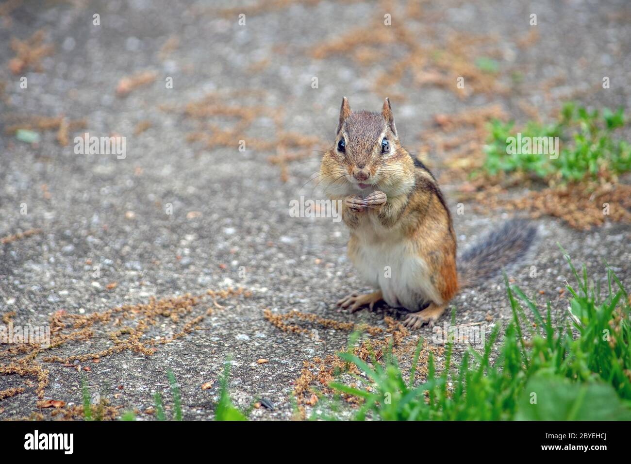 A smiling little chipmunk poses with a cute expression, as he stands on ...