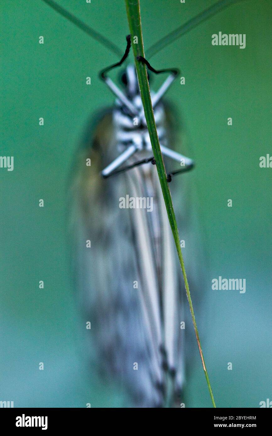 Paper Kite, Rice Paper (Idea leuconoe Stock Photo - Alamy