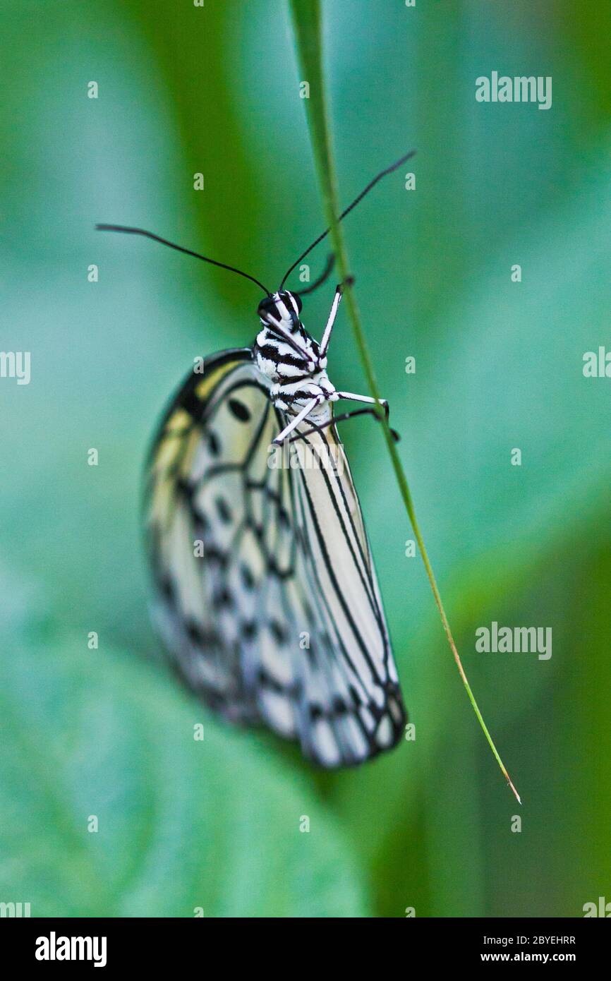 Paper Kite, Rice Paper (Idea leuconoe Stock Photo - Alamy
