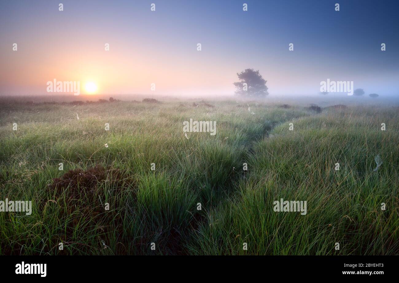 Sunrise through grass hi-res stock photography and images - Alamy