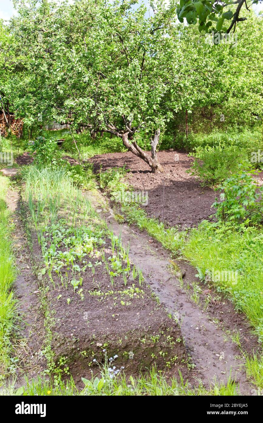 Garden with apple trees hi-res stock photography and images - Alamy