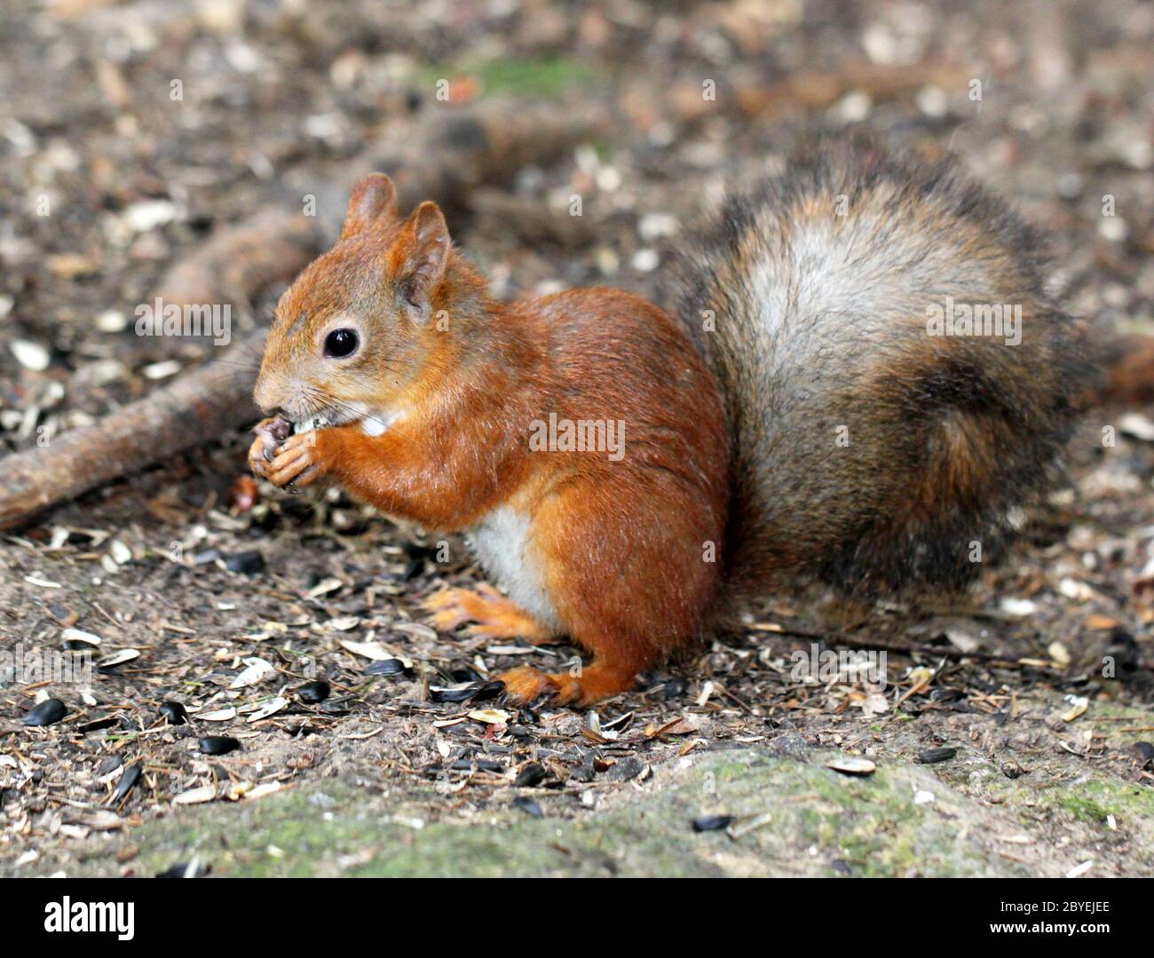 Portrait of proteins Stock Photo - Alamy