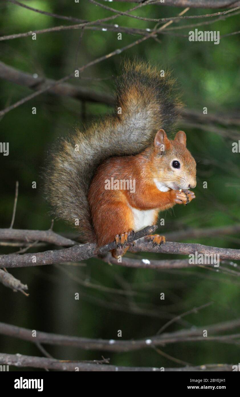 Squirrel tail hi-res stock photography and images - Alamy