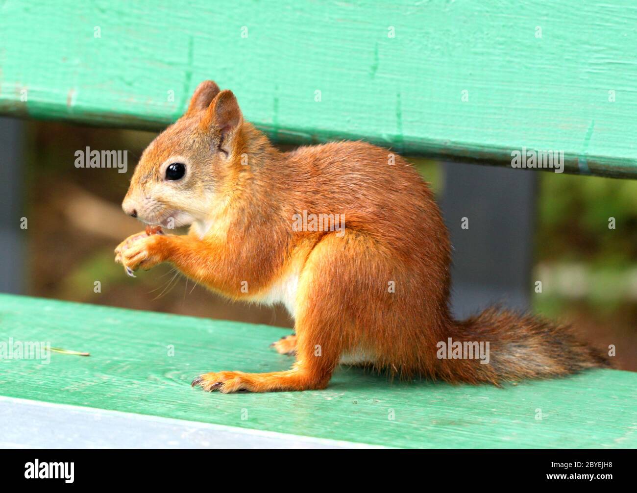 stock Squirrel eating a delicious nut Stock Photo - Alamy