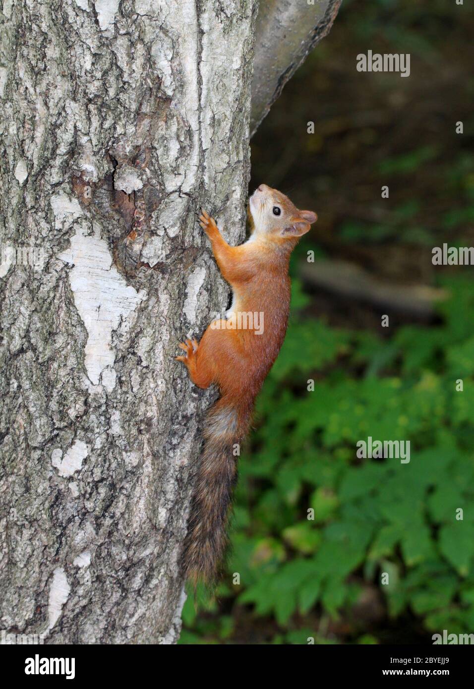 Squirrel sitting in a tree Stock Photo - Alamy