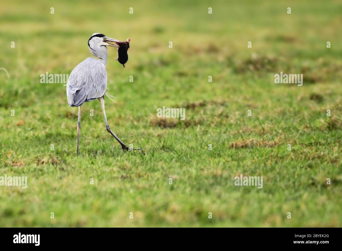 Grey egret hi-res stock photography and images - Alamy