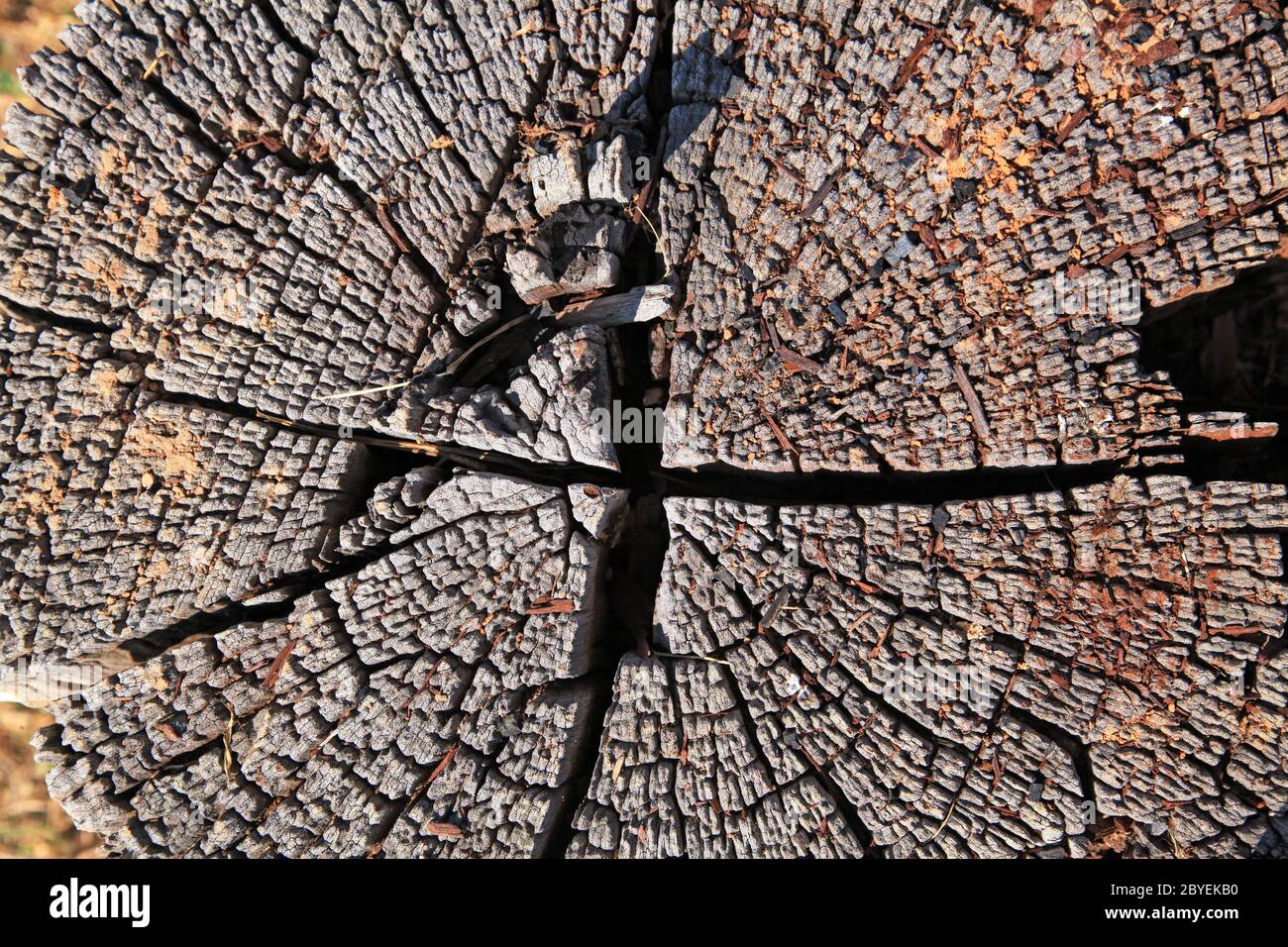 old circular wood cut texture Stock Photo - Alamy