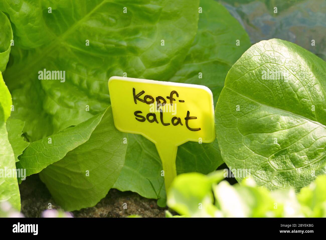 Lettuce sign hi-res stock photography and images - Alamy