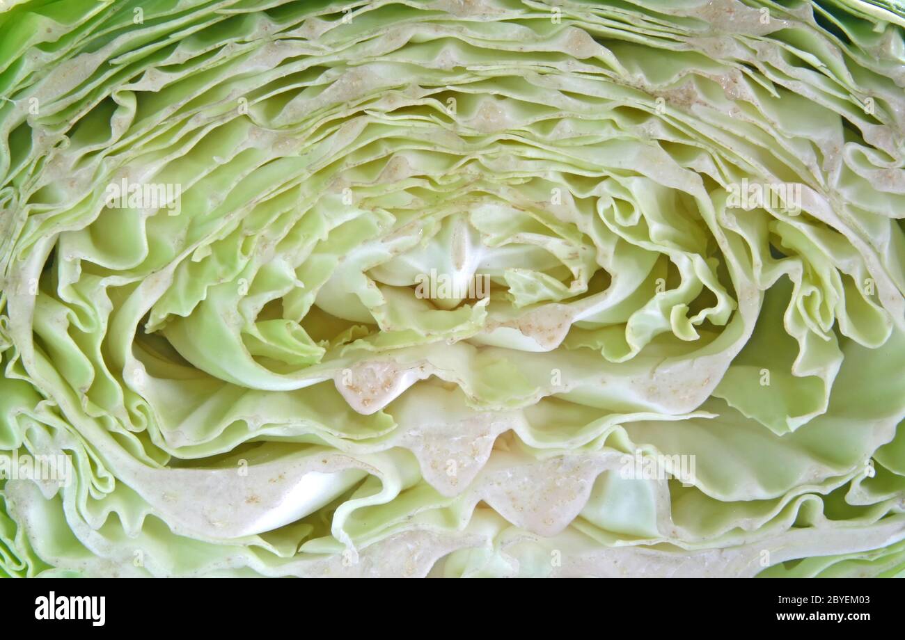 Cut half of Green cabbage using as Background Stock Photo - Alamy