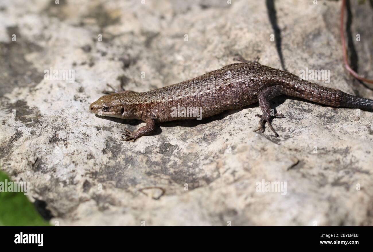 Scale lizard rock hi-res stock photography and images - Alamy