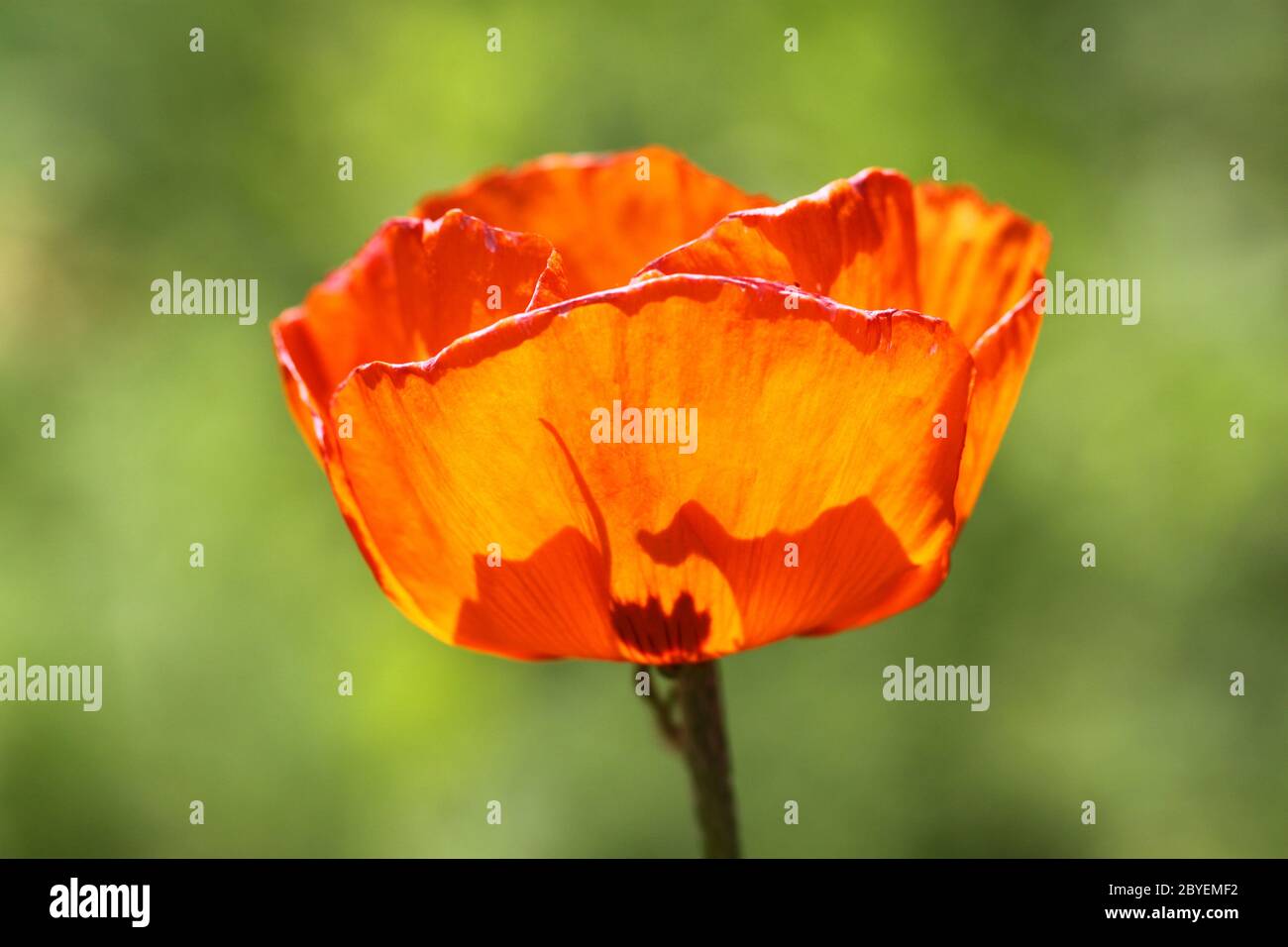 red poppy flower Stock Photo - Alamy
