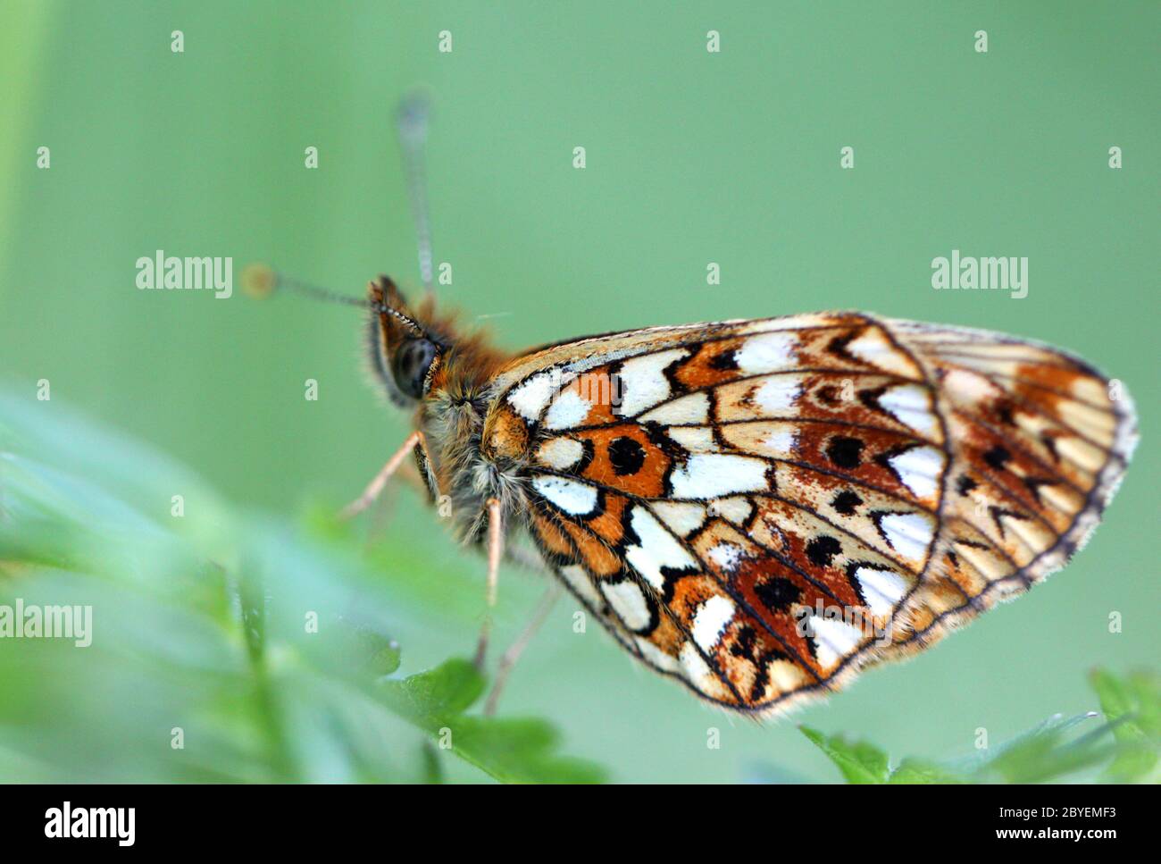 Most beautiful butterfly hi-res stock photography and images - Alamy