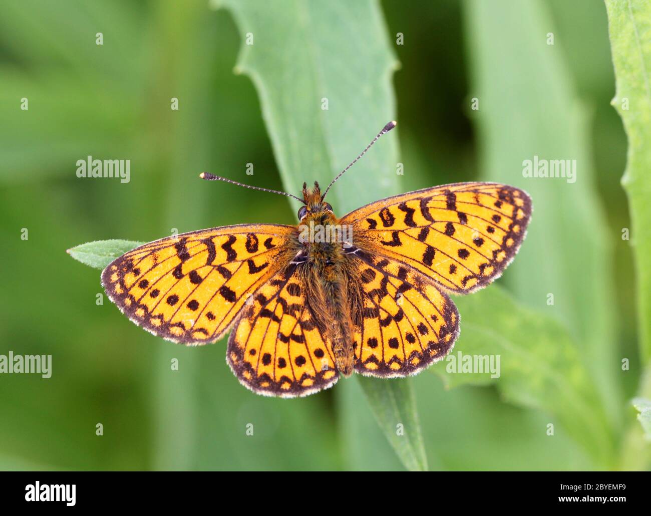 vector butterfly of orange color Stock Photo - Alamy