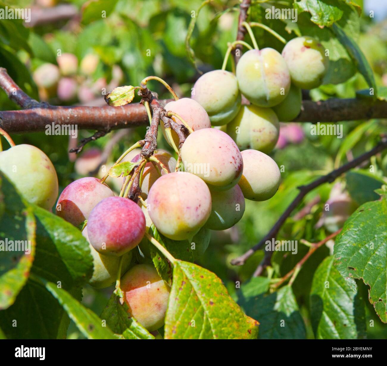 Green unripe plums on a branch Stock Photo - Alamy