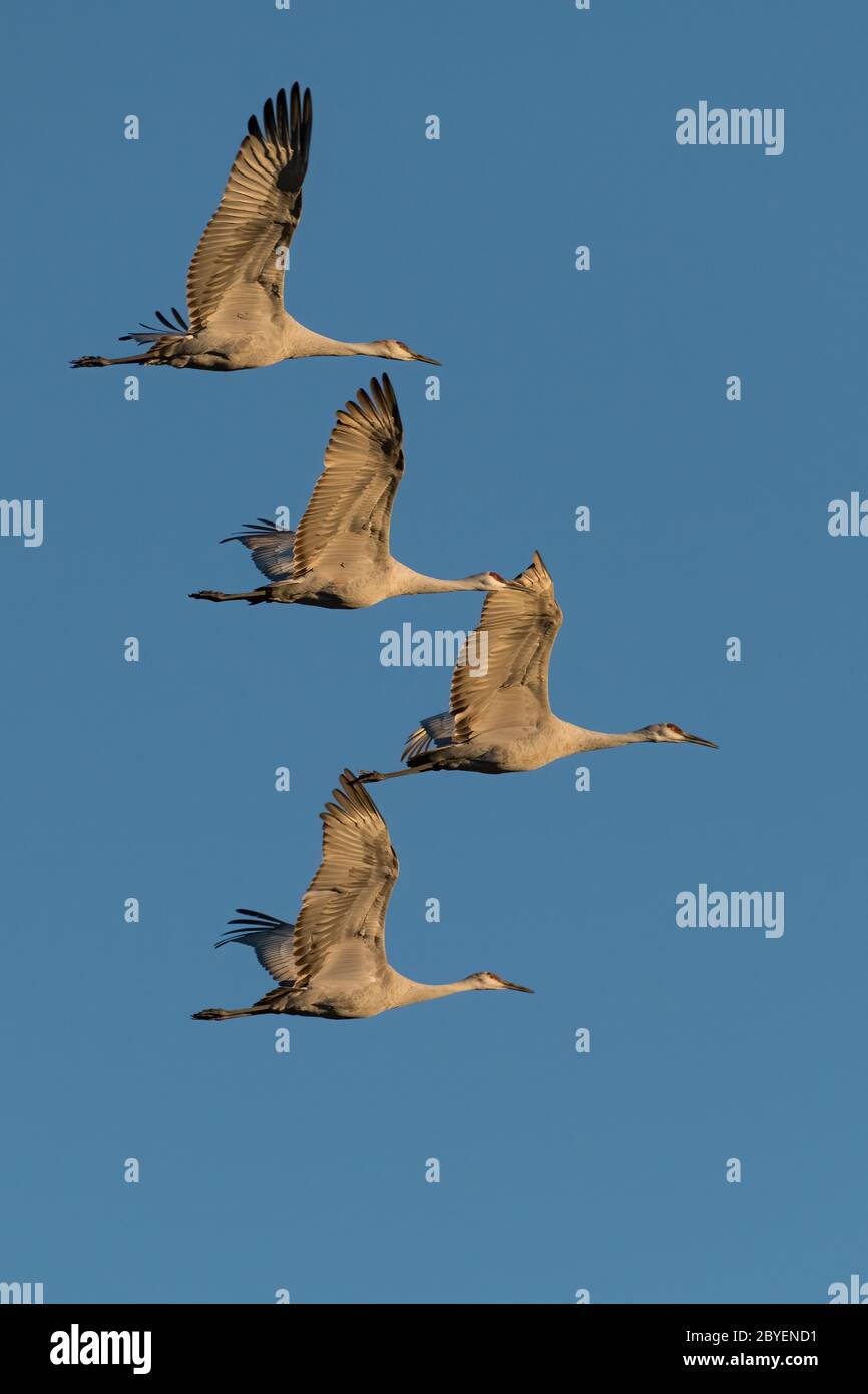 Crane with wings outstretched in flight hi-res stock photography and ...