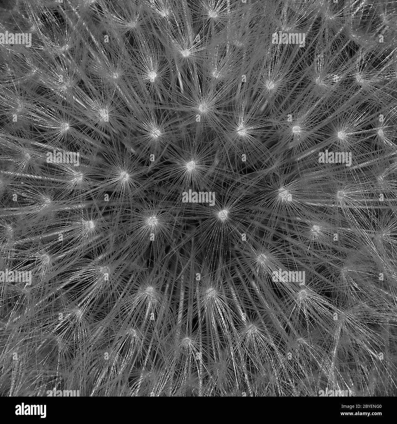 Propagation strategy hi-res stock photography and images - Alamy