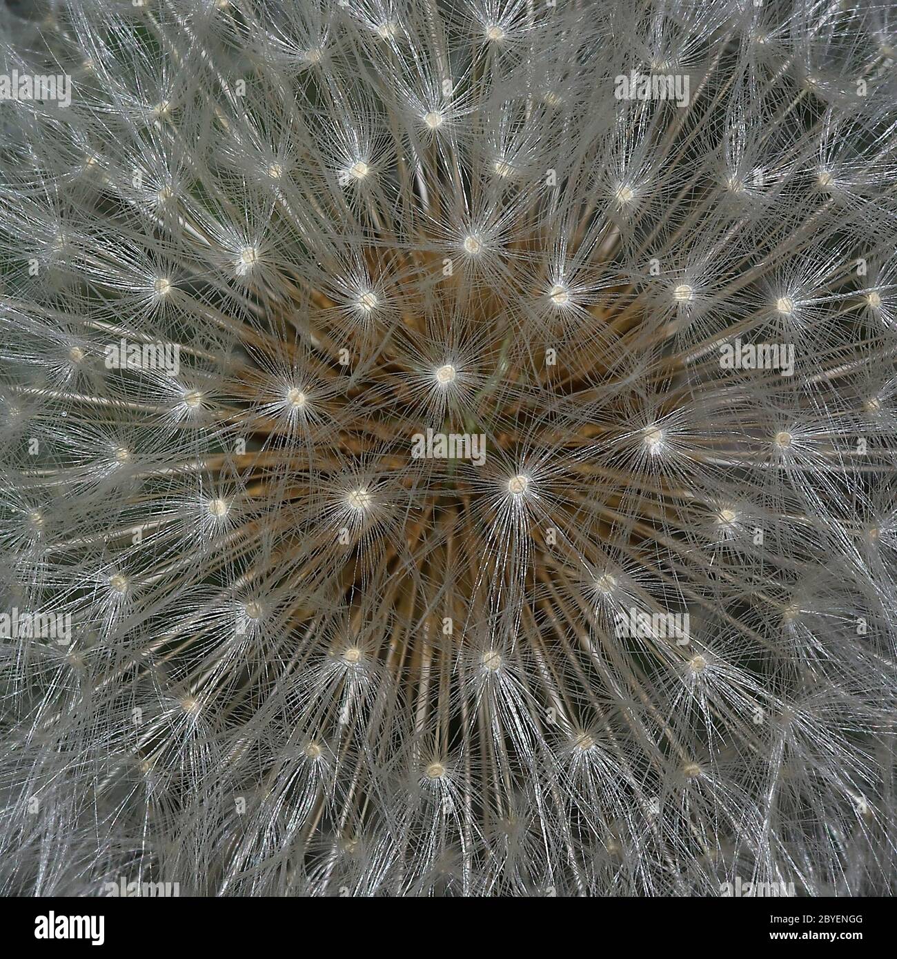 Dandelion Top View Stock Photo - Alamy