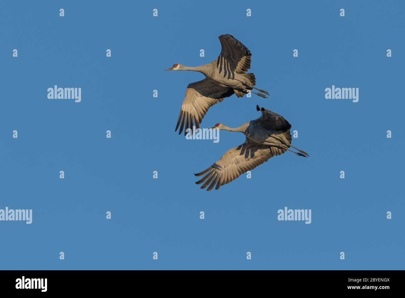 Crane with wings outstretched in flight hi-res stock photography and ...