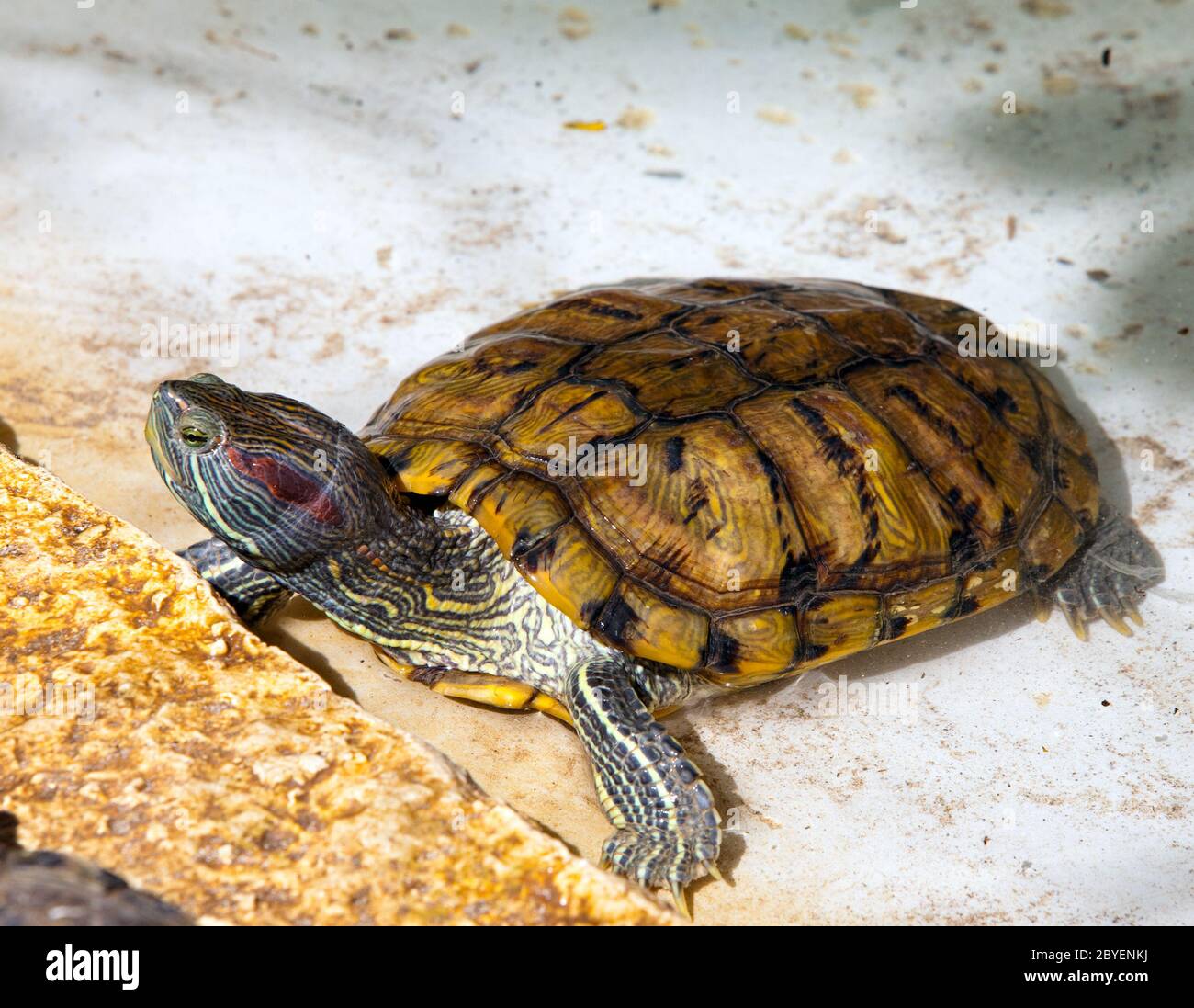 Leathery turtle hi-res stock photography and images - Alamy