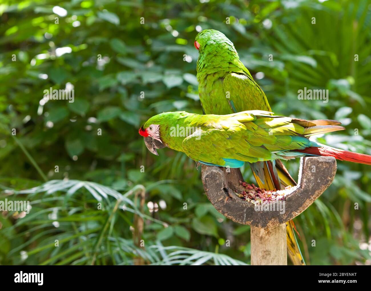 Parrots on branch hi-res stock photography and images - Alamy