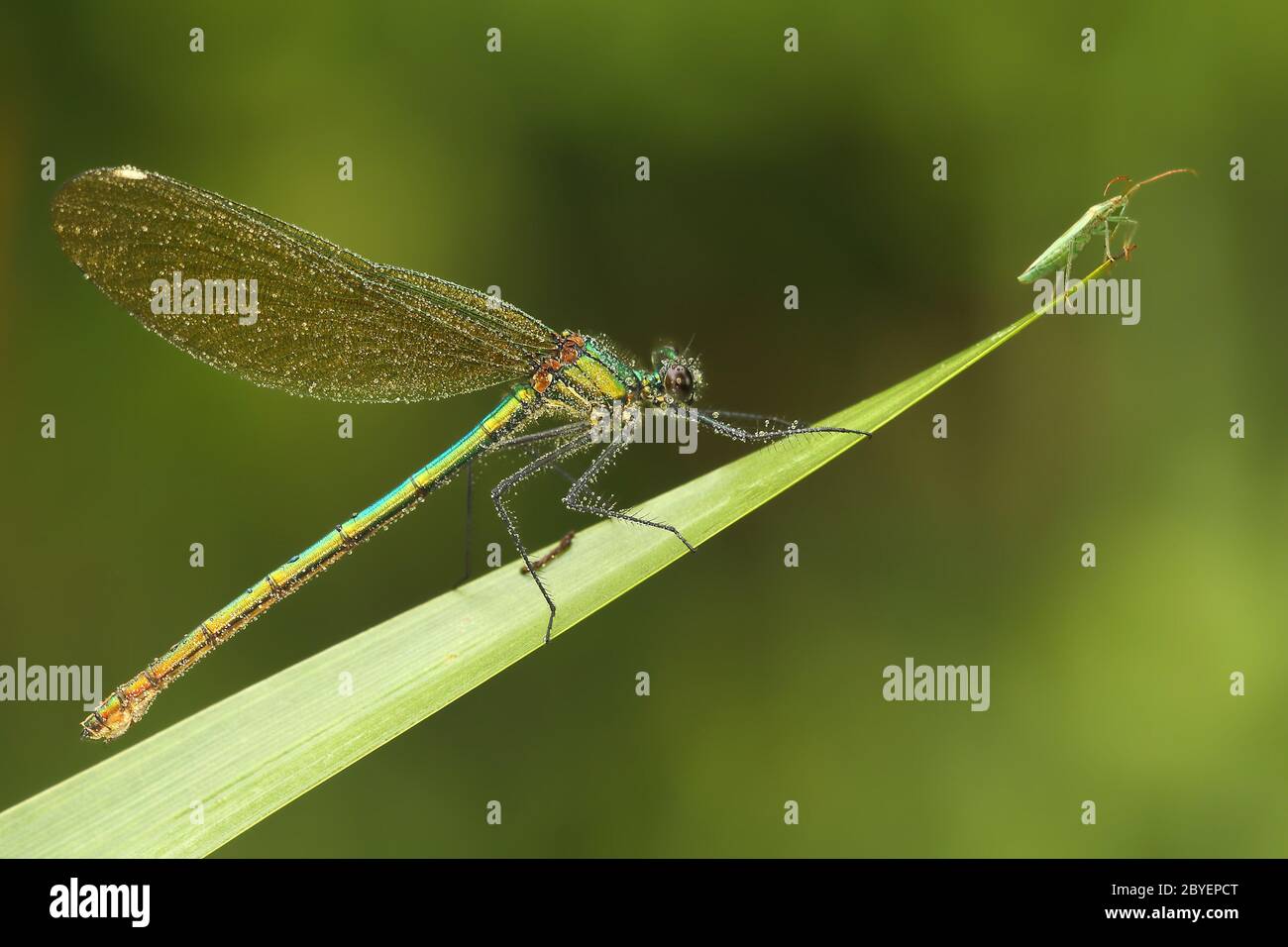 Banded Darter Dragonfly Stock Photo - Alamy