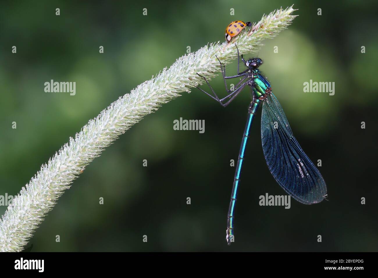 Banded Darter Dragonfly Stock Photo - Alamy