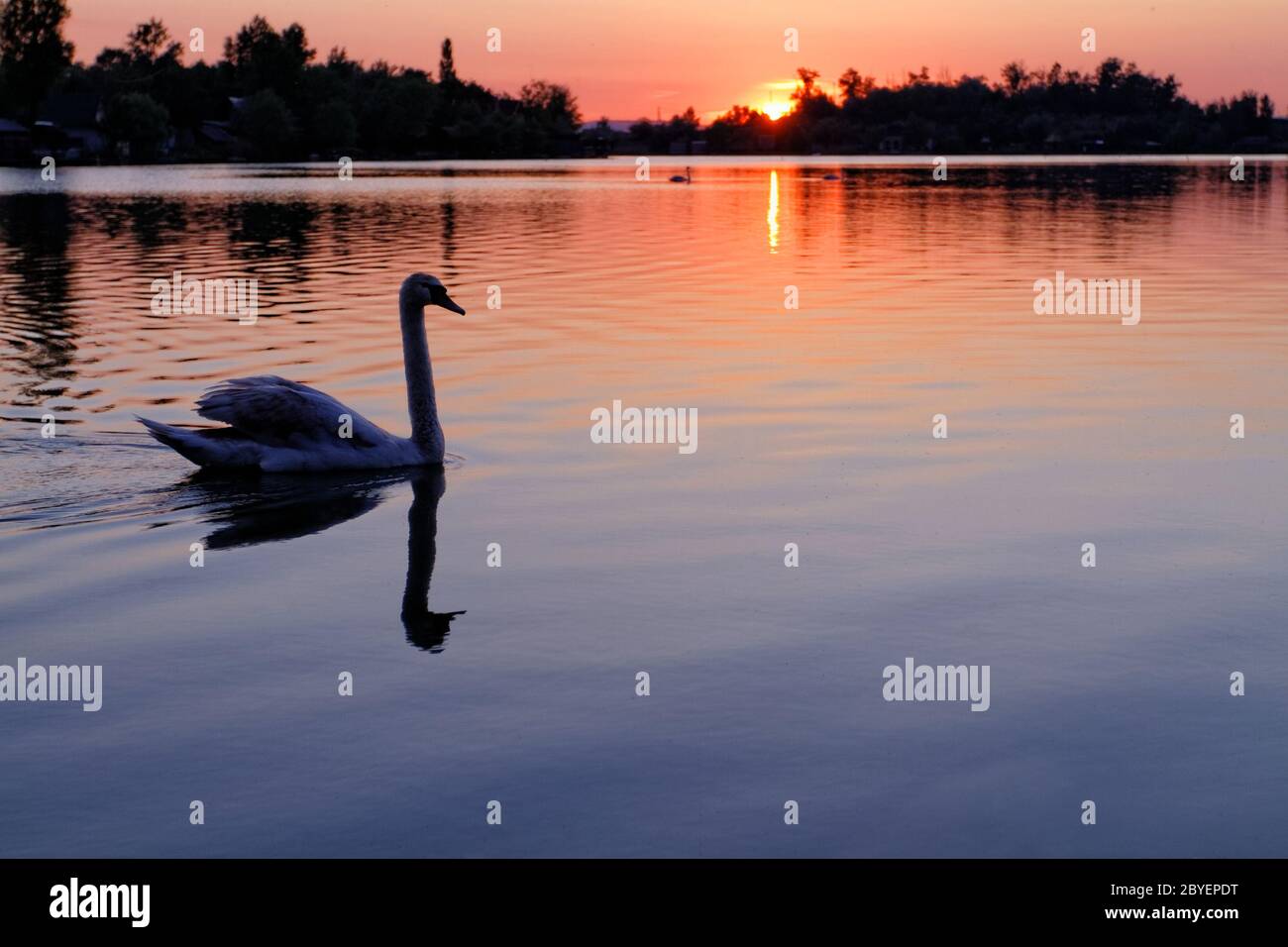 Swan in the beautiful sunset over the lake Stock Photo - Alamy