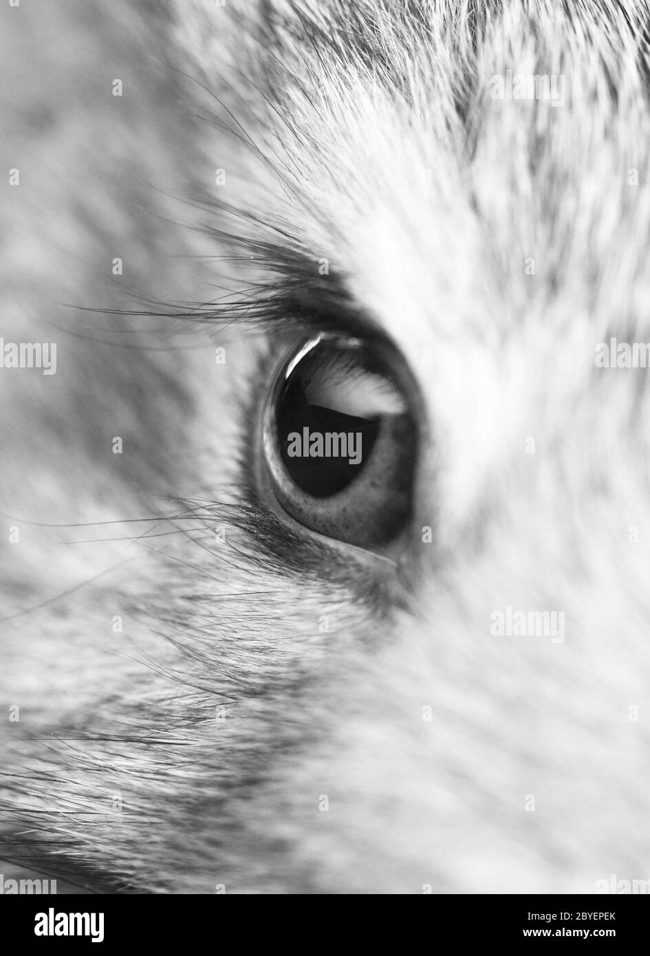 Gray hare Black and White Stock Photos & Images - Alamy