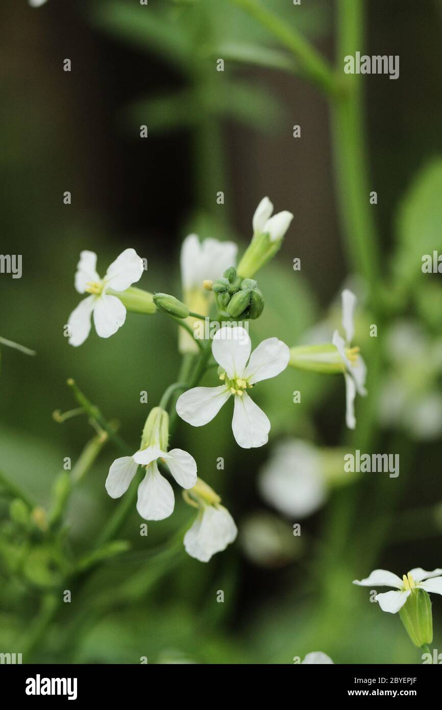 Radish flowers hi-res stock photography and images - Alamy