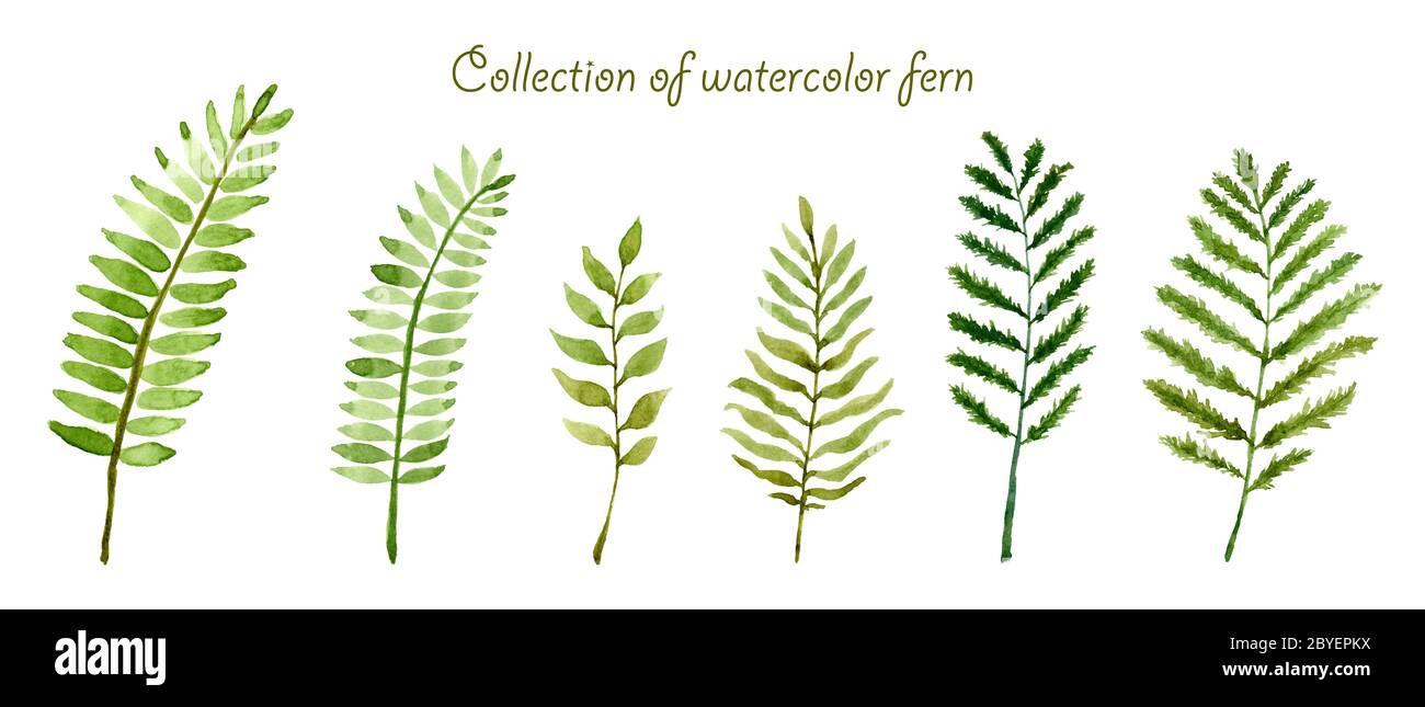 Set of collection watercolor fern hand painted on white background ...