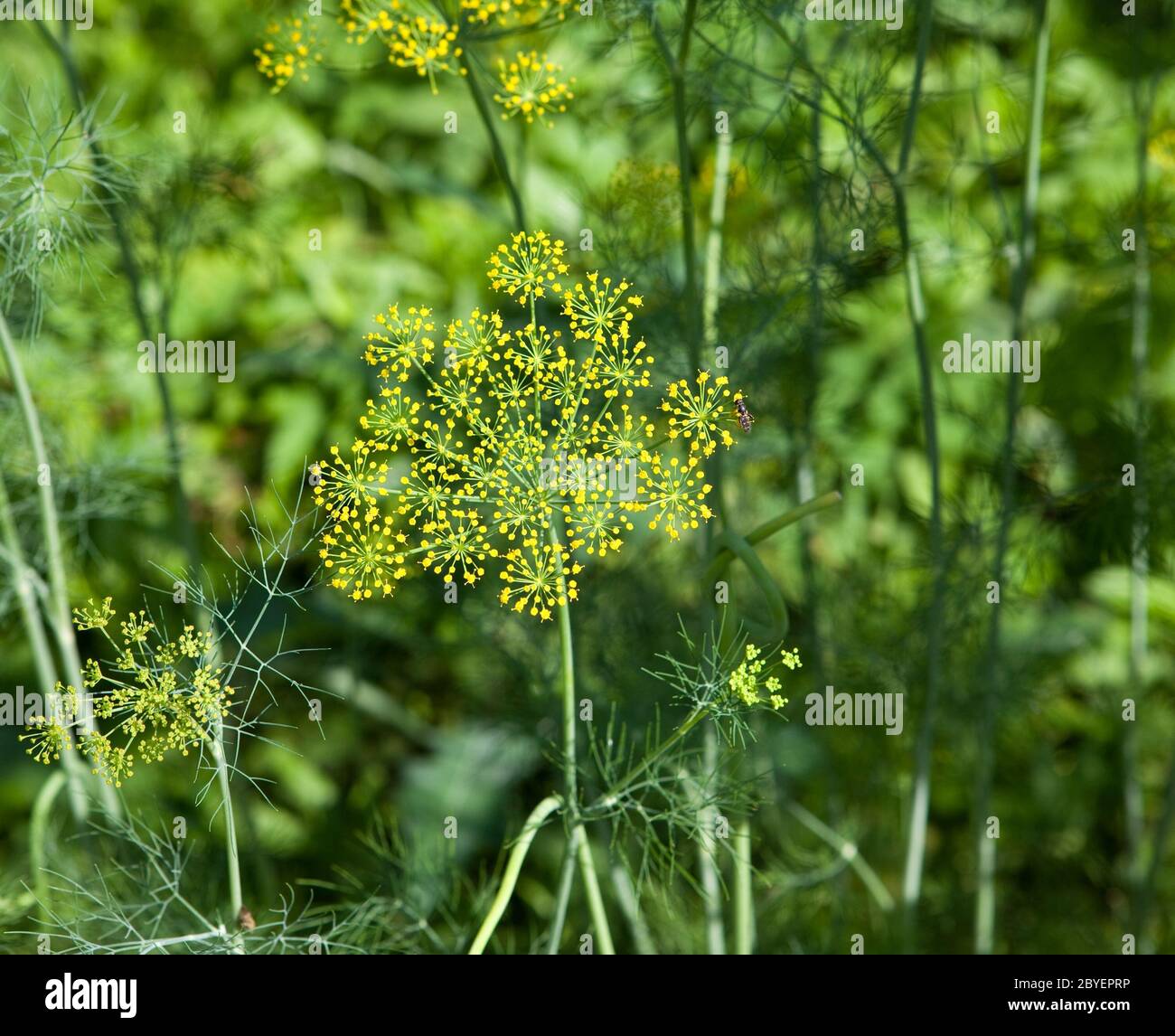 Twigs of fennel Stock Photo - Alamy