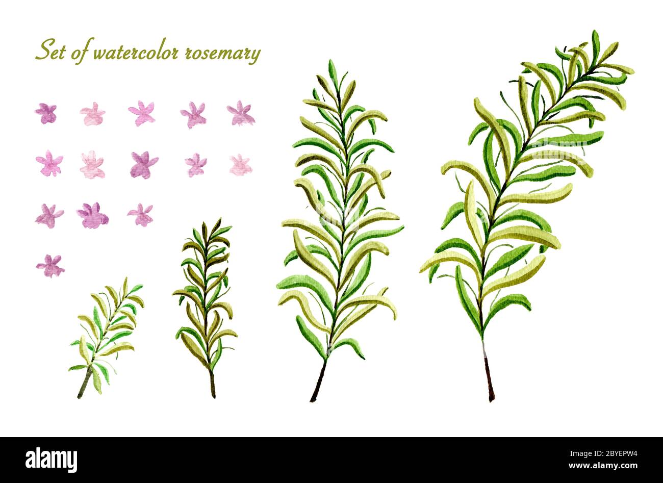 Set of collection watercolor rosemary bloom hand painted on white ...