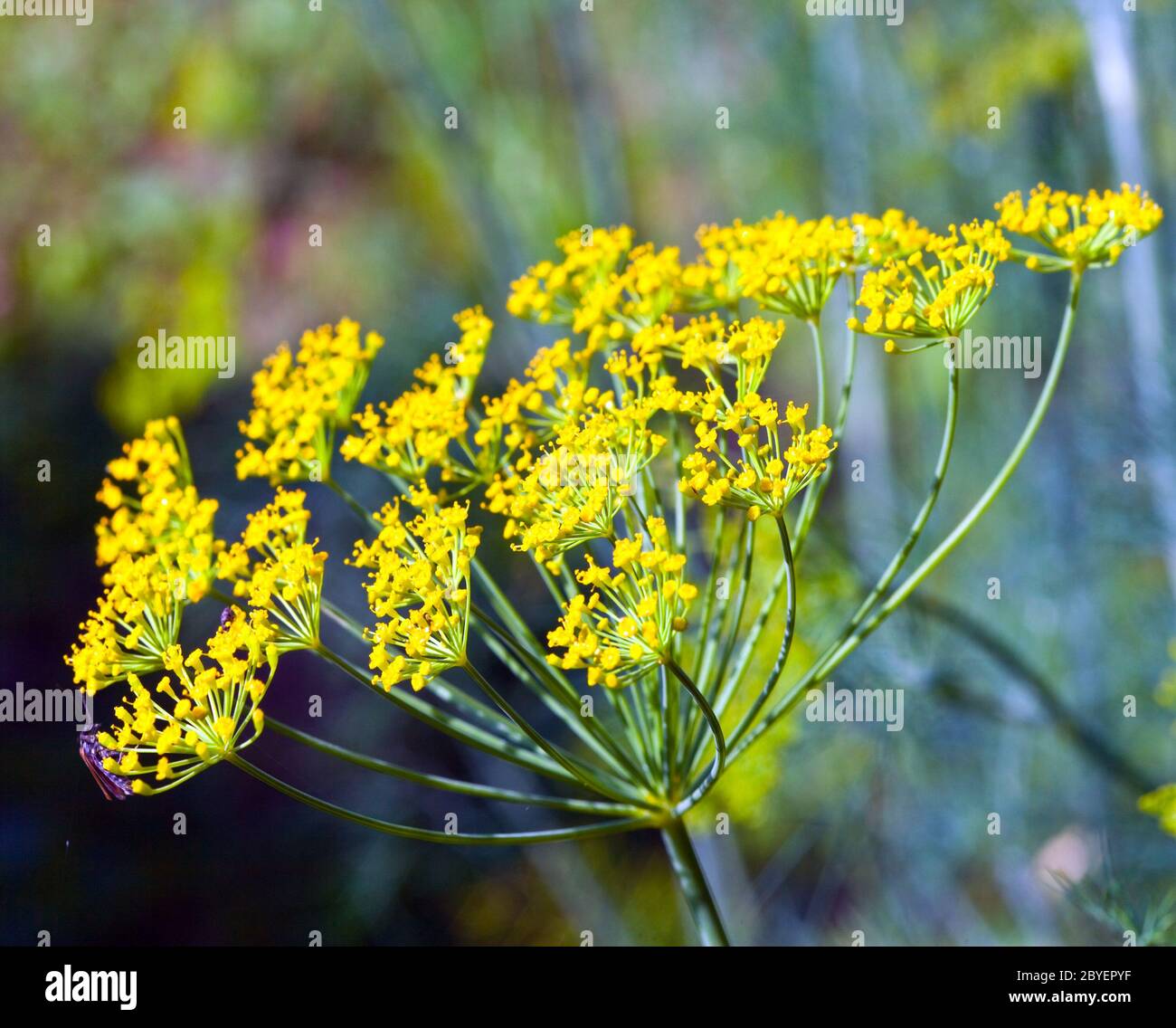 Bunch of fennel hi-res stock photography and images - Alamy