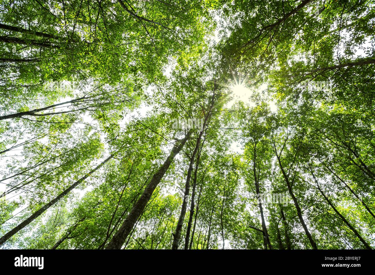 forest trees with sunlight Stock Photo - Alamy