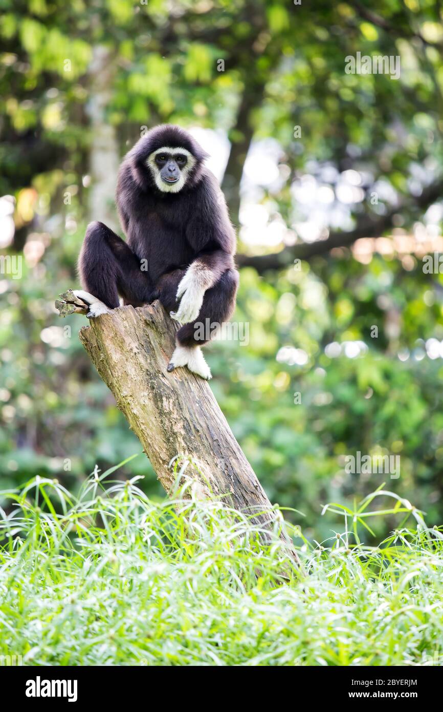 Small gibbon hi-res stock photography and images - Alamy