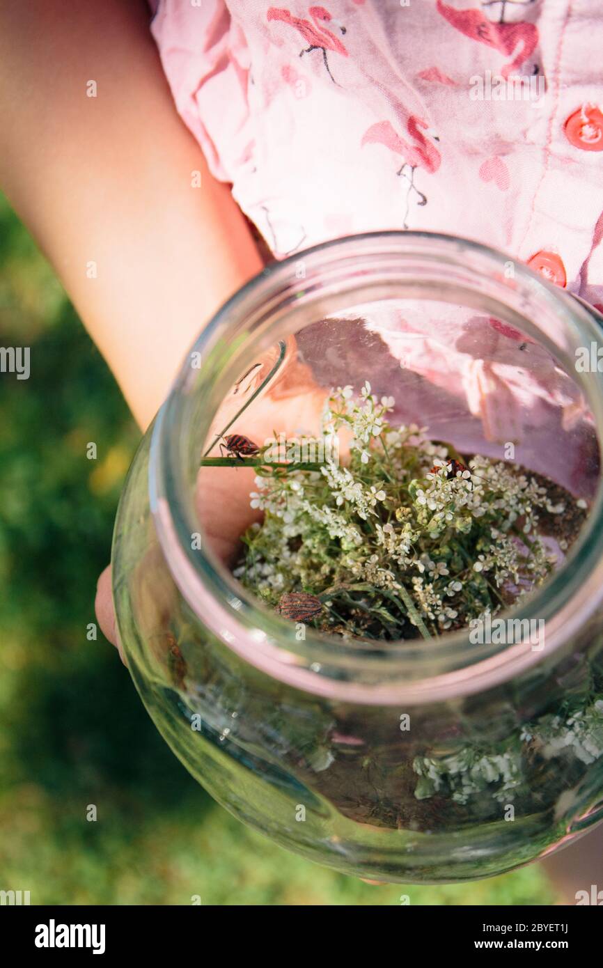 Observing insects hi-res stock photography and images - Alamy