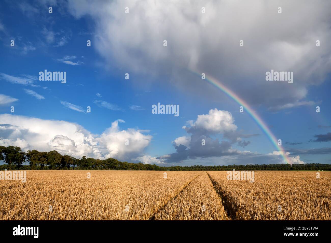 Storm over wheat field hi-res stock photography and images - Alamy