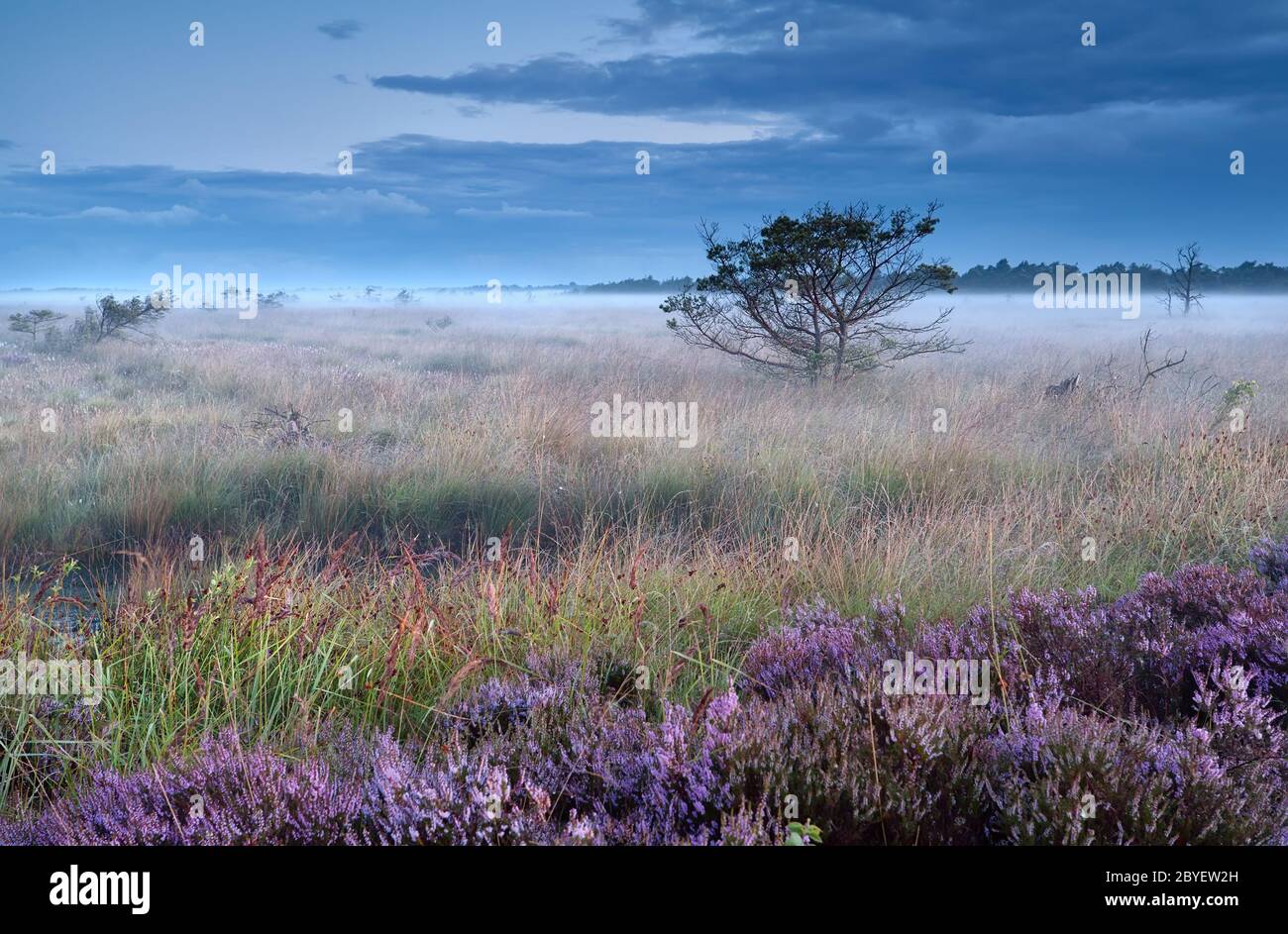 Purple swamp flowers hi-res stock photography and images - Alamy