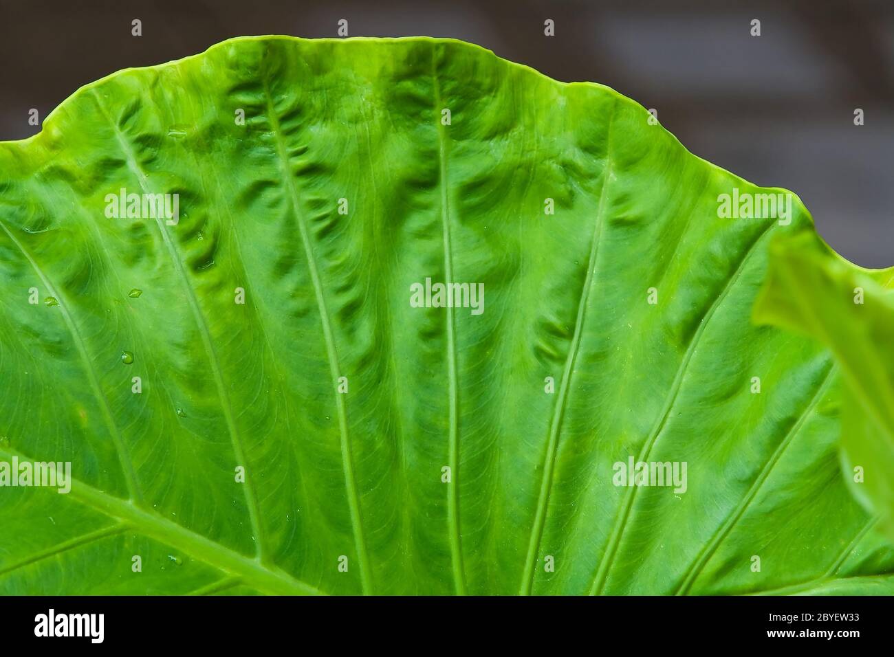 Leaf stem pattern hi-res stock photography and images - Alamy