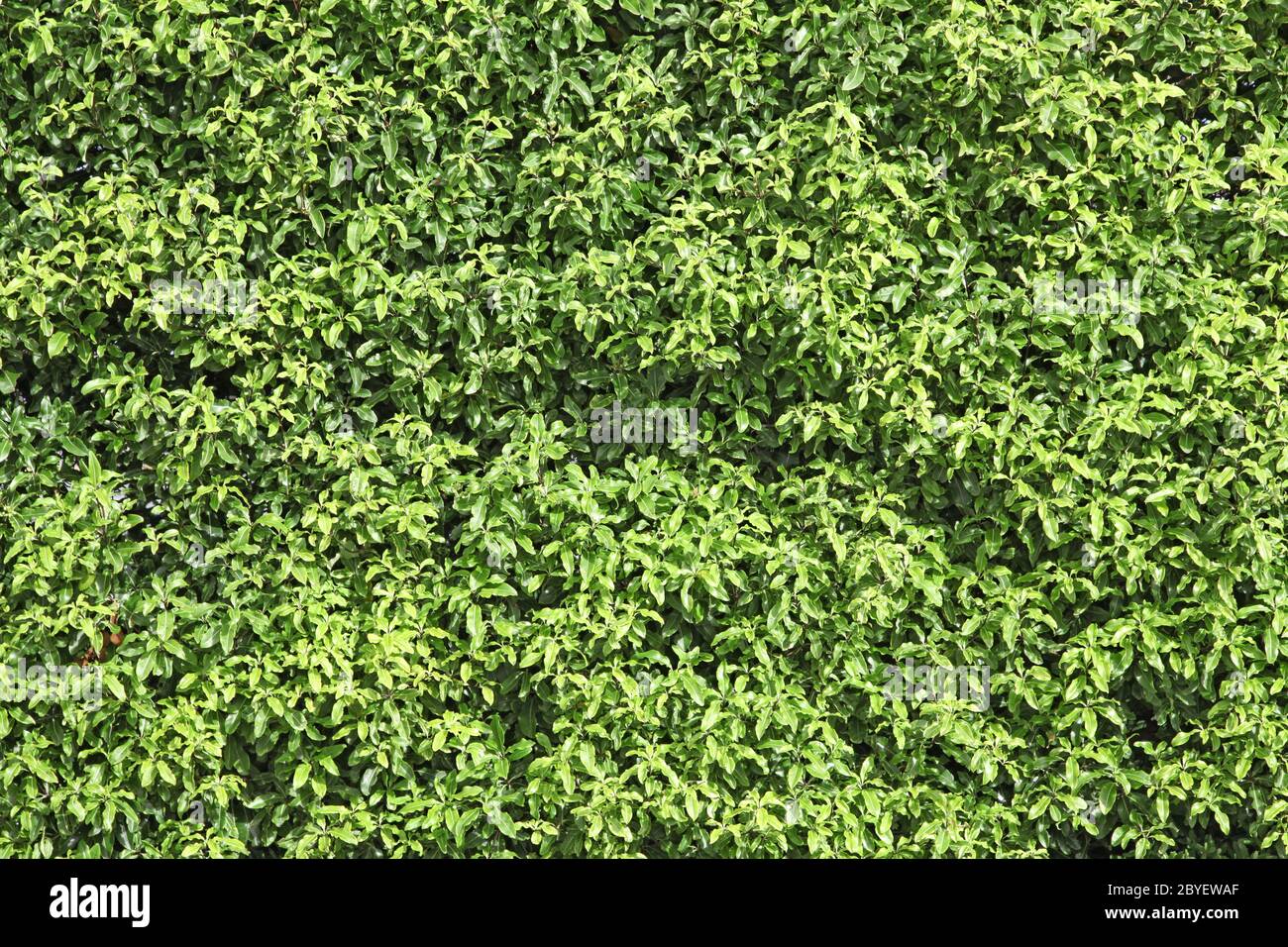 natural green leaf seamless bush wall Stock Photo - Alamy