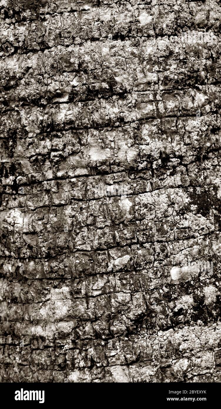 Tree skin hi-res stock photography and images - Alamy