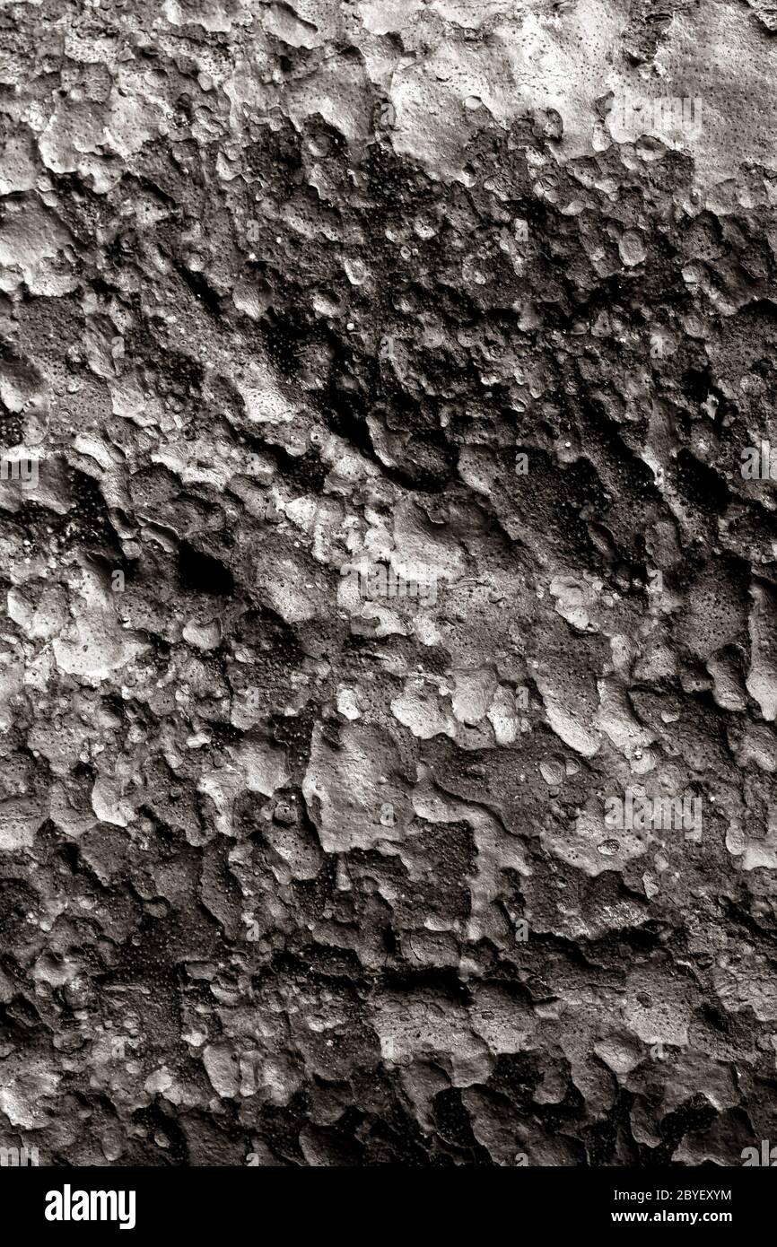 Tree skin hi-res stock photography and images - Alamy