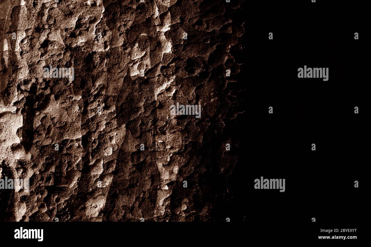 Tree skin hi-res stock photography and images - Alamy